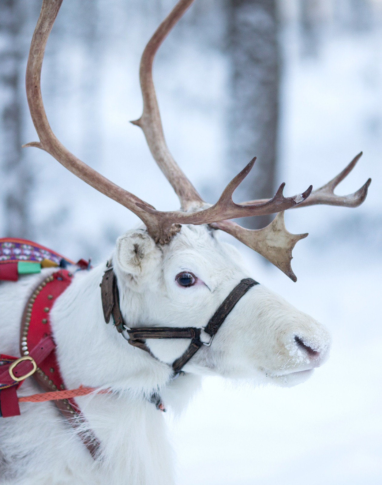 Новогодний олень фото — Необычные Картинки