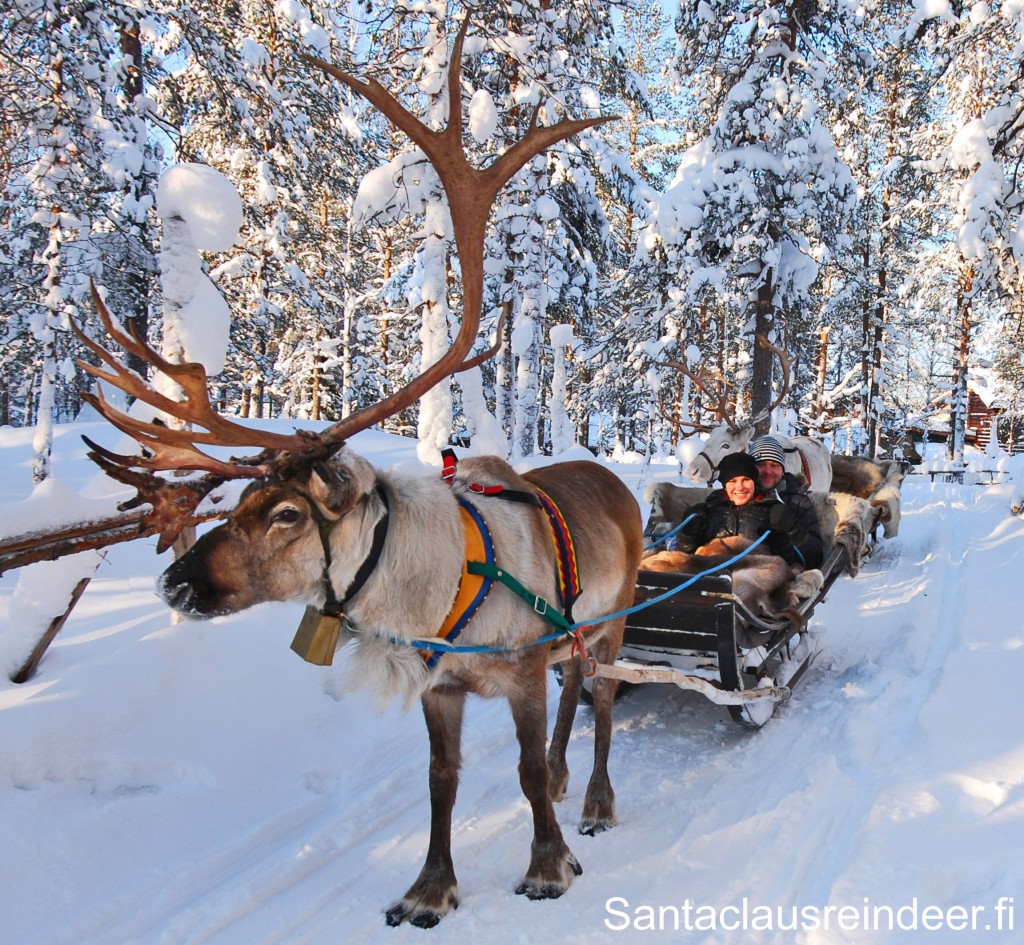 Guidare una slitta trainata da renne in una foresta innevata della ...