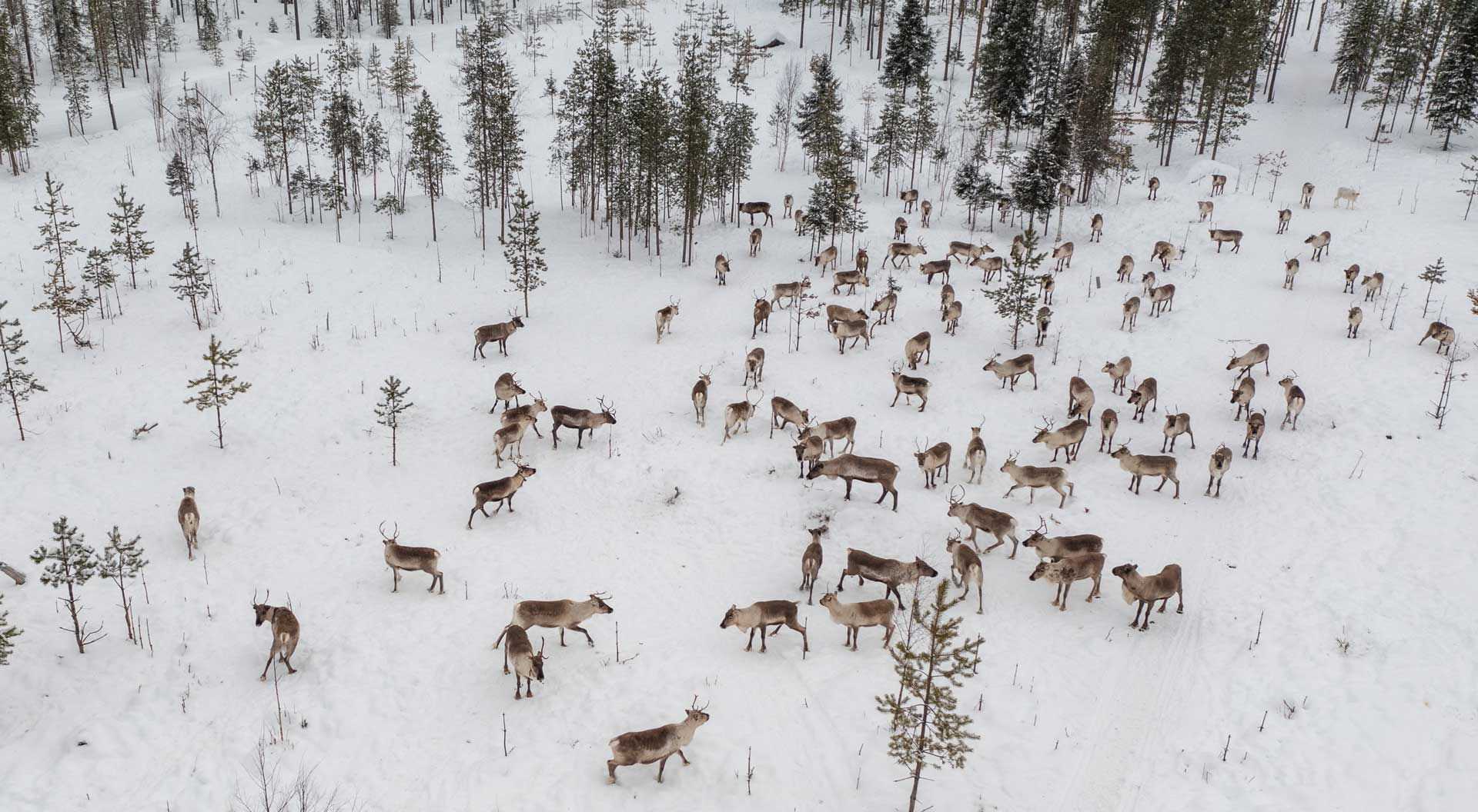 Reindeer Antlers – Fascinating Facts About Lapland's Iconic Crown ...