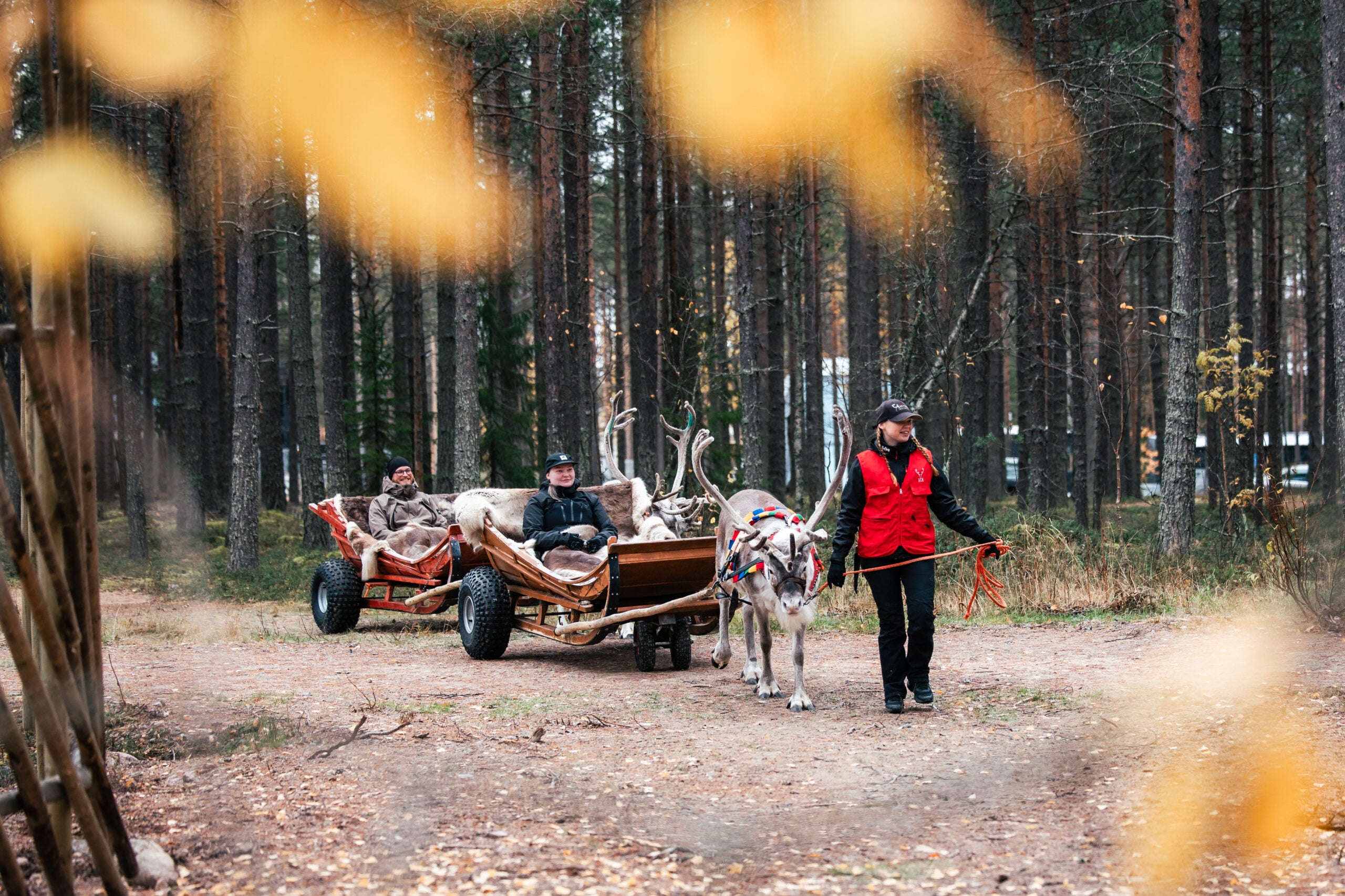 Santa Claus Reindeer – Reindeer Rides & Safaris in Rovaniemi, Lapland
